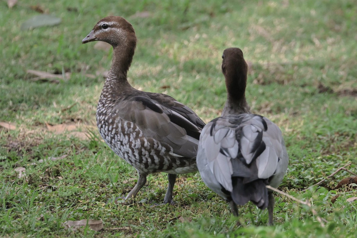 eBird Checklist - 11 Oct 2024 - Downfall Creek (Marchant Park and 7th ...