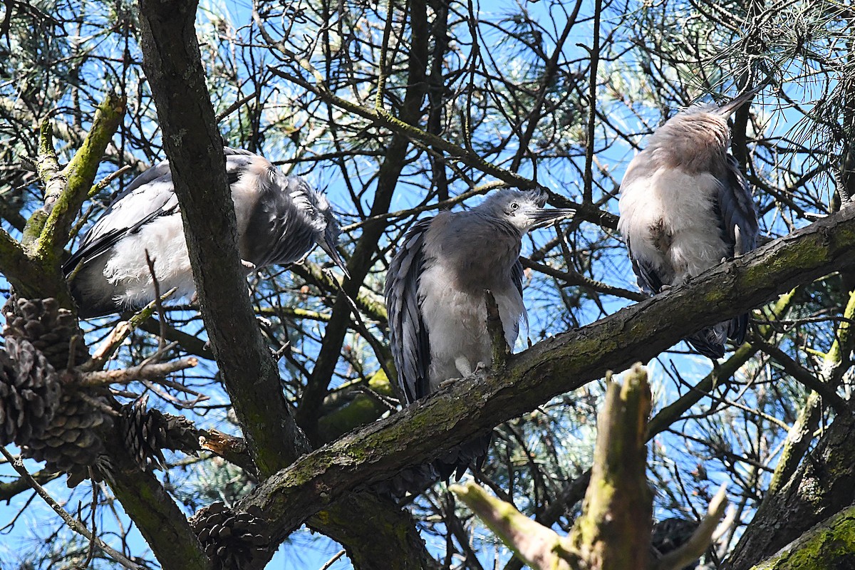 eBird Checklist - 11 Oct 2024 - Yarra Valley Trail, Lilydale to ...