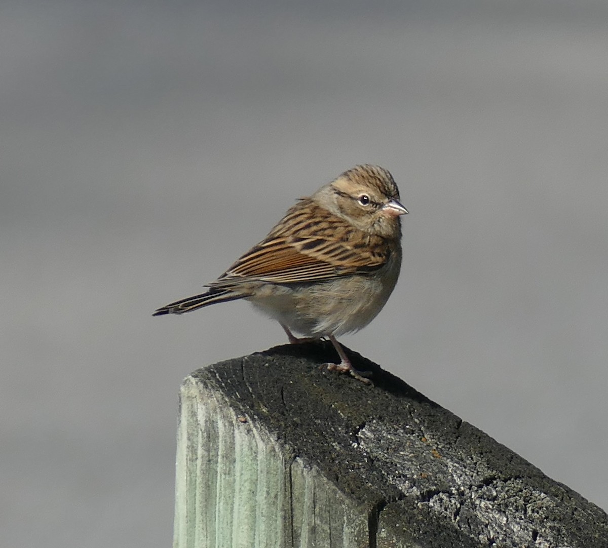 eBird Checklist - 10 Oct 2024 - ON - Pinery Provincial Park, Ontario ...