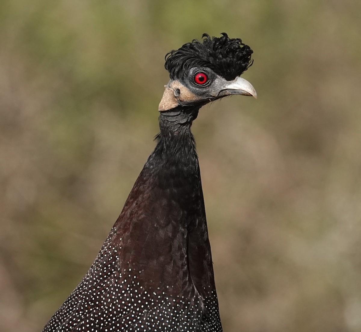 eBird Checklist - 24 Sep 2024 - Zimanga GR - 29 species