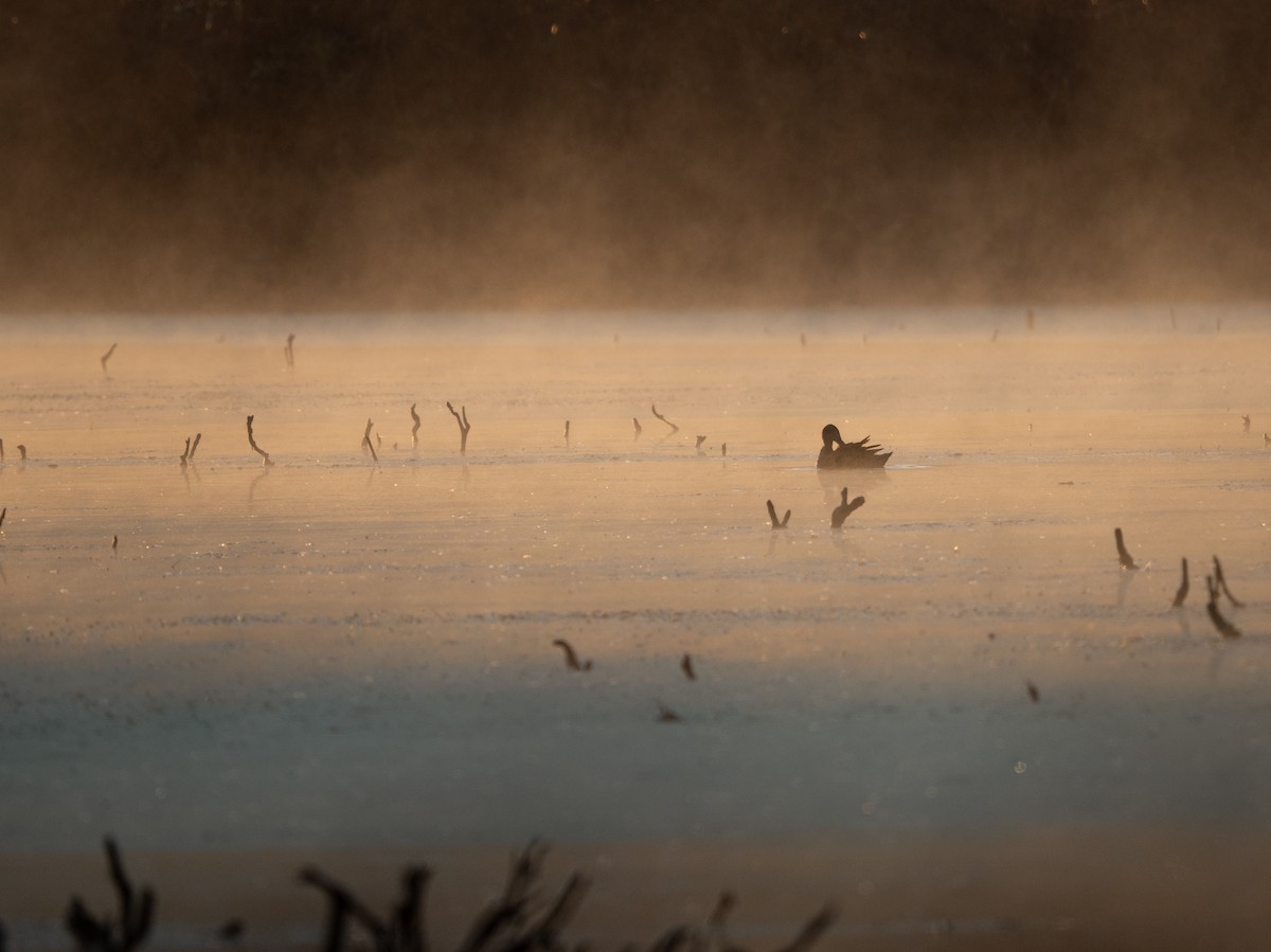 eBird Checklist - 11 Oct 2024 - Troy Wetlands - 29 species (+1 other taxa)