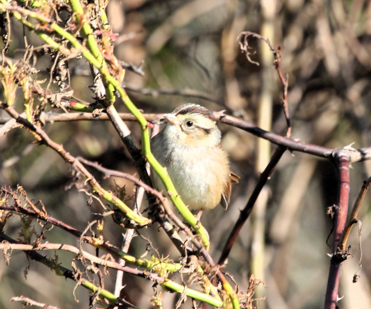 Pennsylvania Bird Atlas Checklist - 11 Oct 2024 - PennDot Wetlands - 23 species