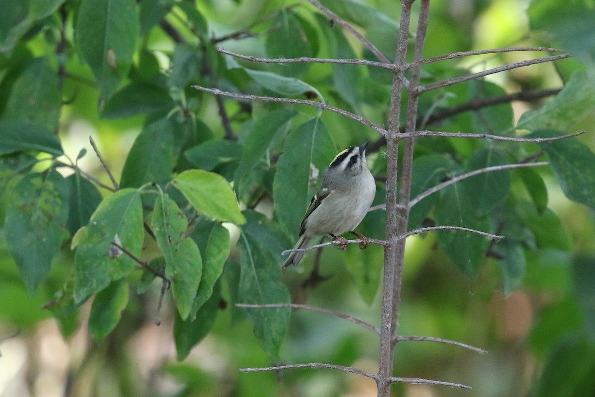 eBird Checklist - 11 Oct 2024 - Montrose Point Bird Sanctuary, Lincoln ...