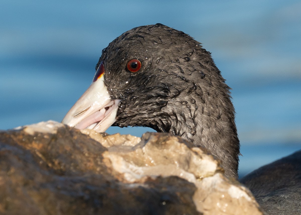 ML624808438 - American Coot - Macaulay Library