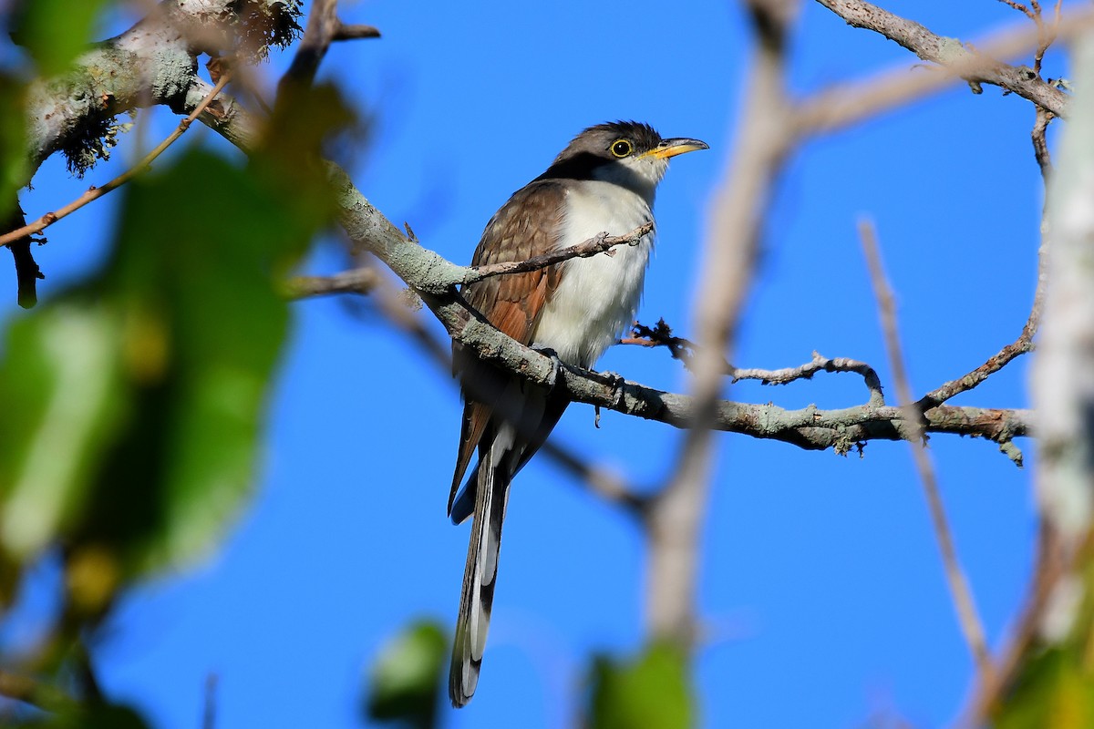 eBird Checklist - 11 Oct 2024 - Clay Point Park - 25 species