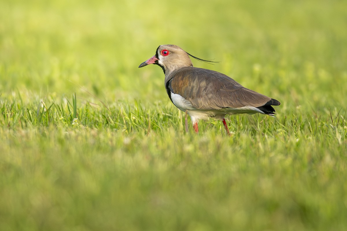 ML624812795 - Southern Lapwing - Macaulay Library