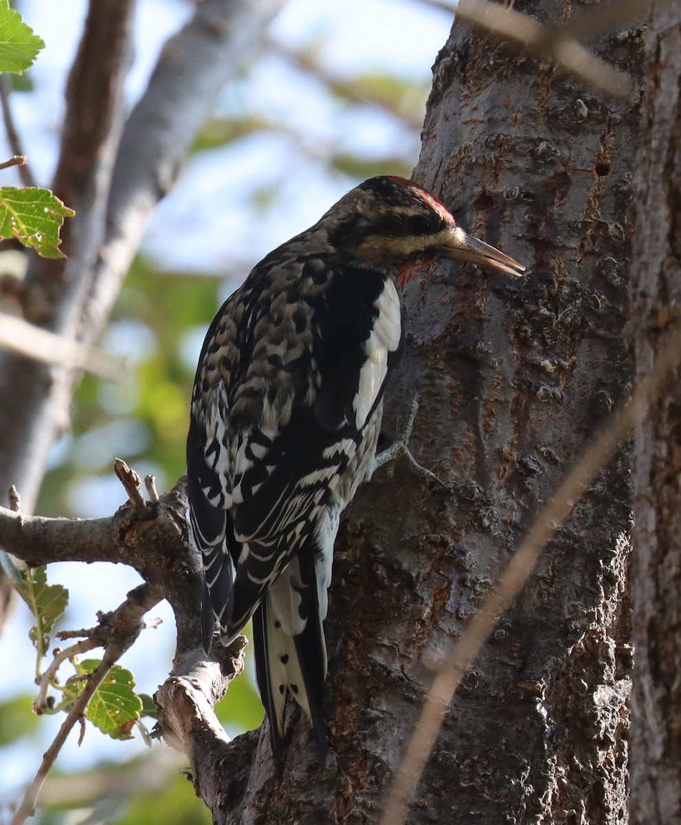 eBird Checklist - 10 Oct 2024 - Shane - 1 species