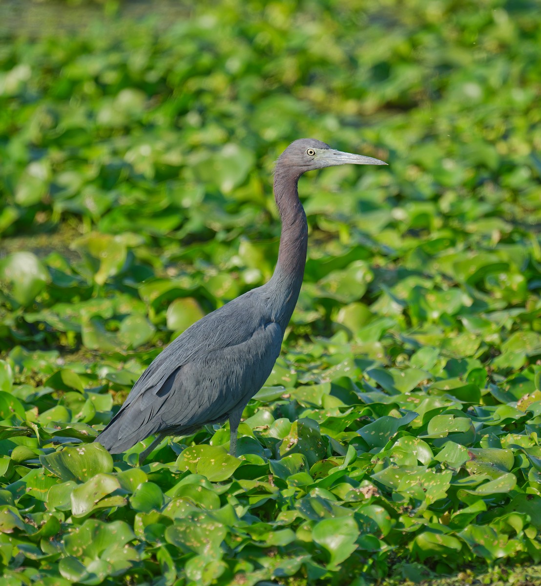 eBird Checklist - 11 Oct 2024 - Tyrrell Park--Cattail Marsh - 36 ...