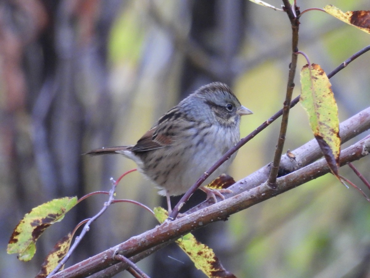 eBird Checklist - 12 Oct 2024 - Fredericton--North Riverfront trail and ...