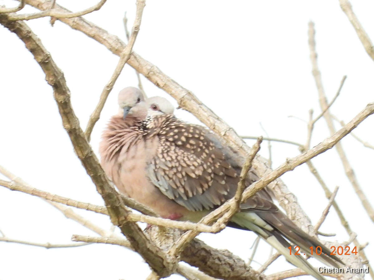 eBird Checklist - 12 Oct 2024 - KC Layout Park, Mysuru - 24 species