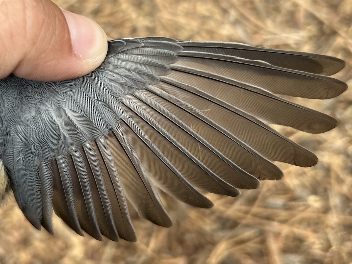 ML624841119 - Red-breasted Nuthatch - Macaulay Library