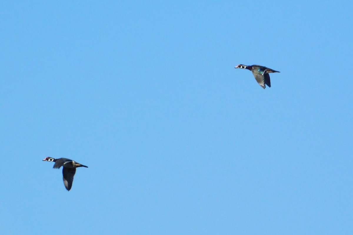 eBird Checklist - 12 Oct 2024 - Chimney Rock Hawk Watch - 37 species ...