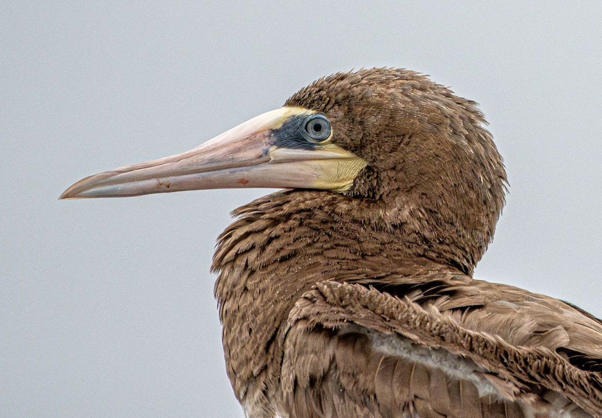 ML624857879 - Brown Booby - Macaulay Library