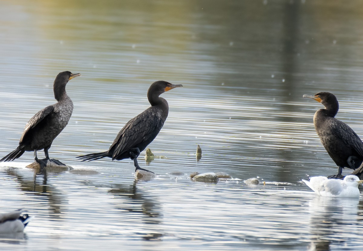 eBird Checklist - 12 Oct 2024 - Golden Ponds Park and Nature Area - 23 ...