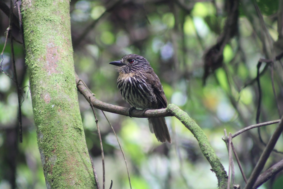 eBird Checklist - 12 Oct 2024 - Ruta Malacoptila, Lejanías - 92 species
