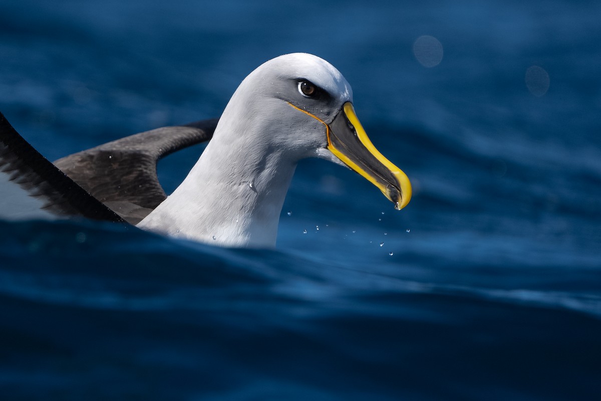 ML624877817 - Buller's Albatross - Macaulay Library