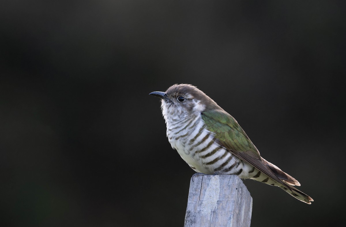 ML624878058 - Shining Bronze-Cuckoo - Macaulay Library
