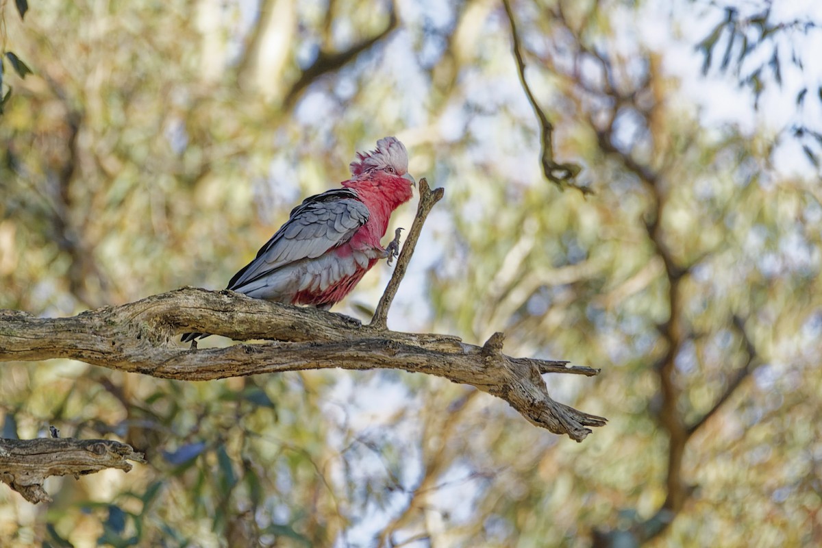 eBird Checklist - 13 Oct 2024 - Clunes State Forest--Northeast Block ...