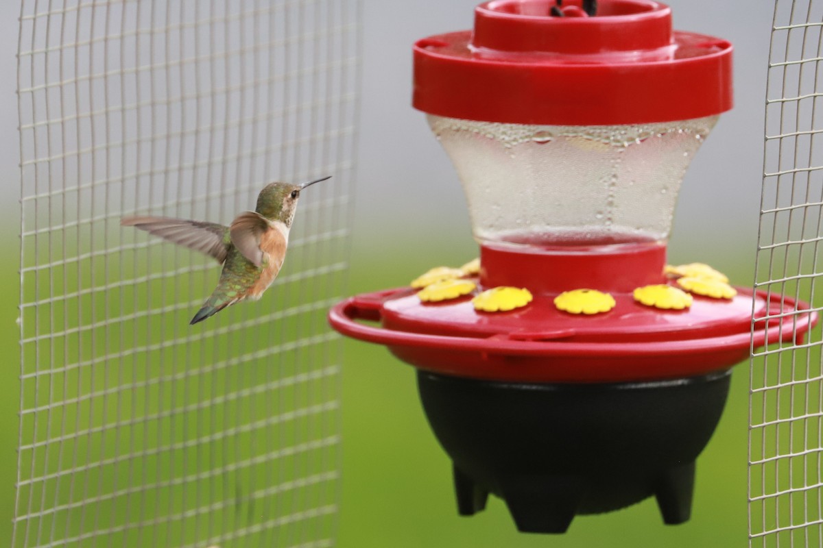 Pennsylvania Bird Atlas Checklist - 13 Oct 2024 - 399 Upper Georges Valley Rd, Spring Mills US ...