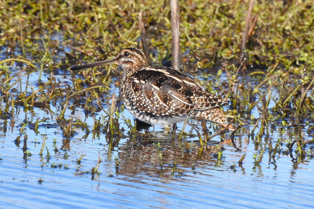 eBird Checklist - 13 Oct 2024 - Mackay Island NWR - 49 species