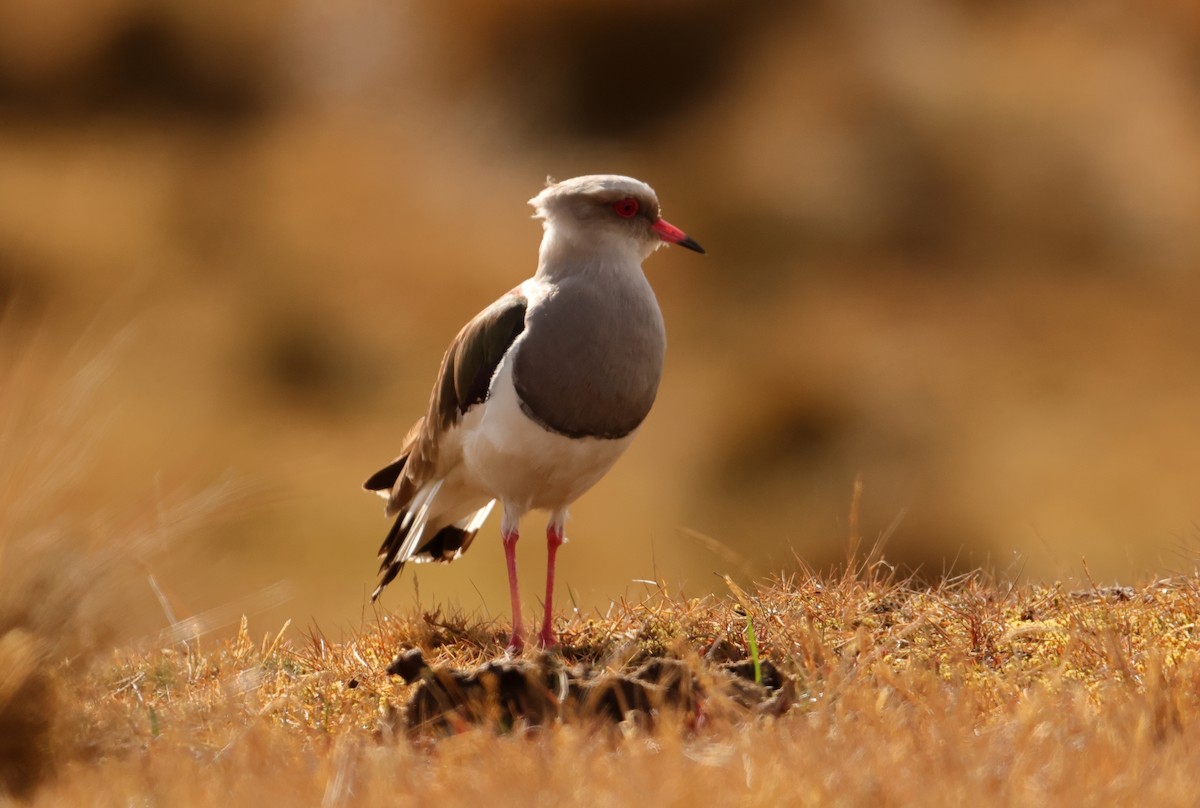eBird Checklist - 5 Aug 2024 - Auto selected -13.13313, -72.28631 - 5 ...