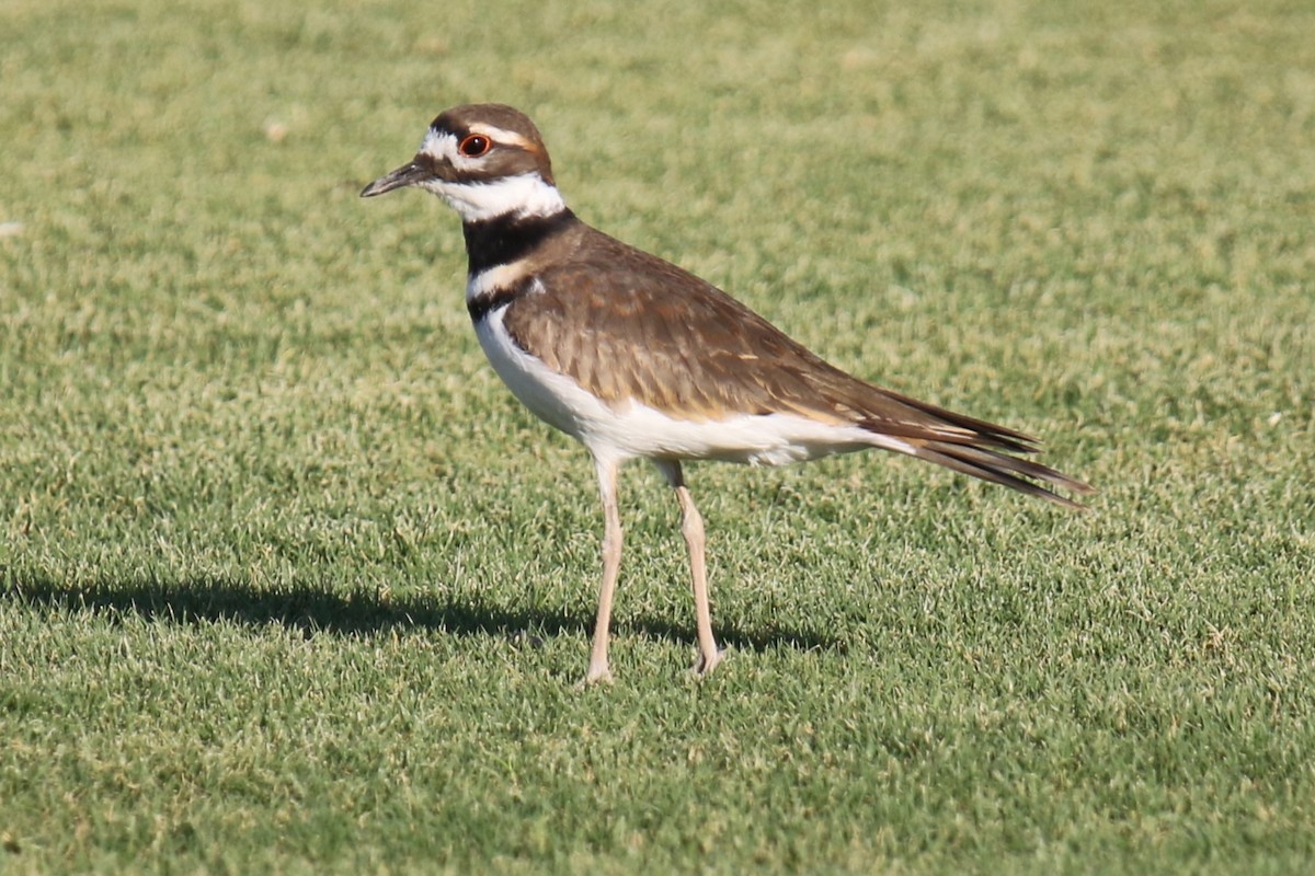 eBird Checklist - 13 Oct 2024 - Evergreen Turf Sod Farm--Tweedy/Pretzer ...