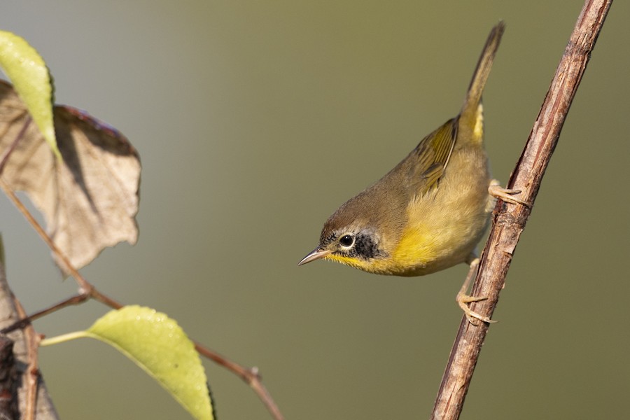 Common Yellowthroat (trichas Group) - eBird
