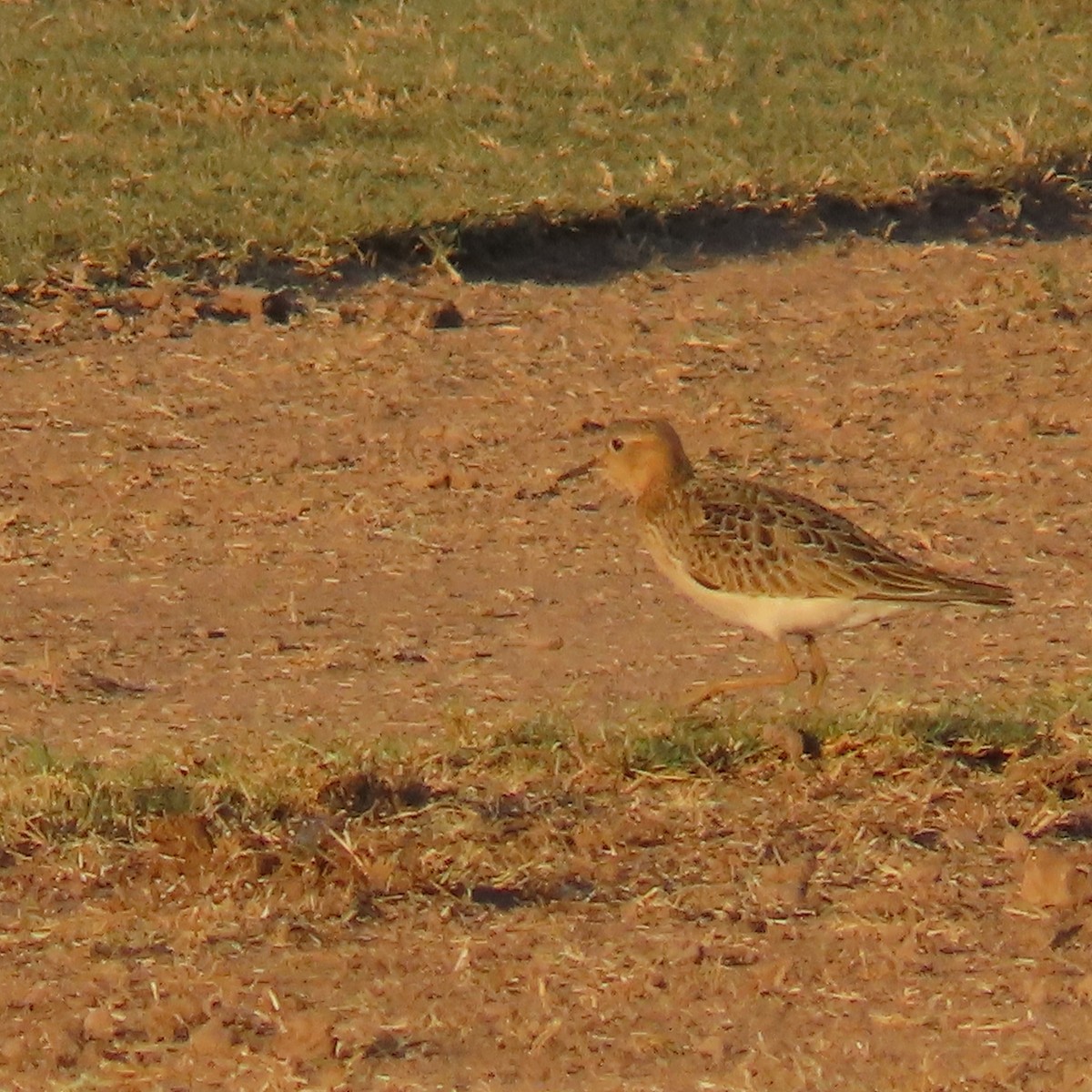 eBird Checklist - 13 Oct 2024 - Evergreen Turf Sod Farm--Tweedy/Pretzer ...