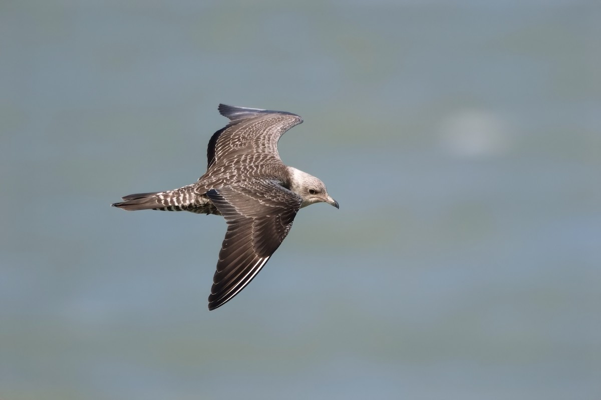 ML624918982 - Long-tailed Jaeger - Macaulay Library