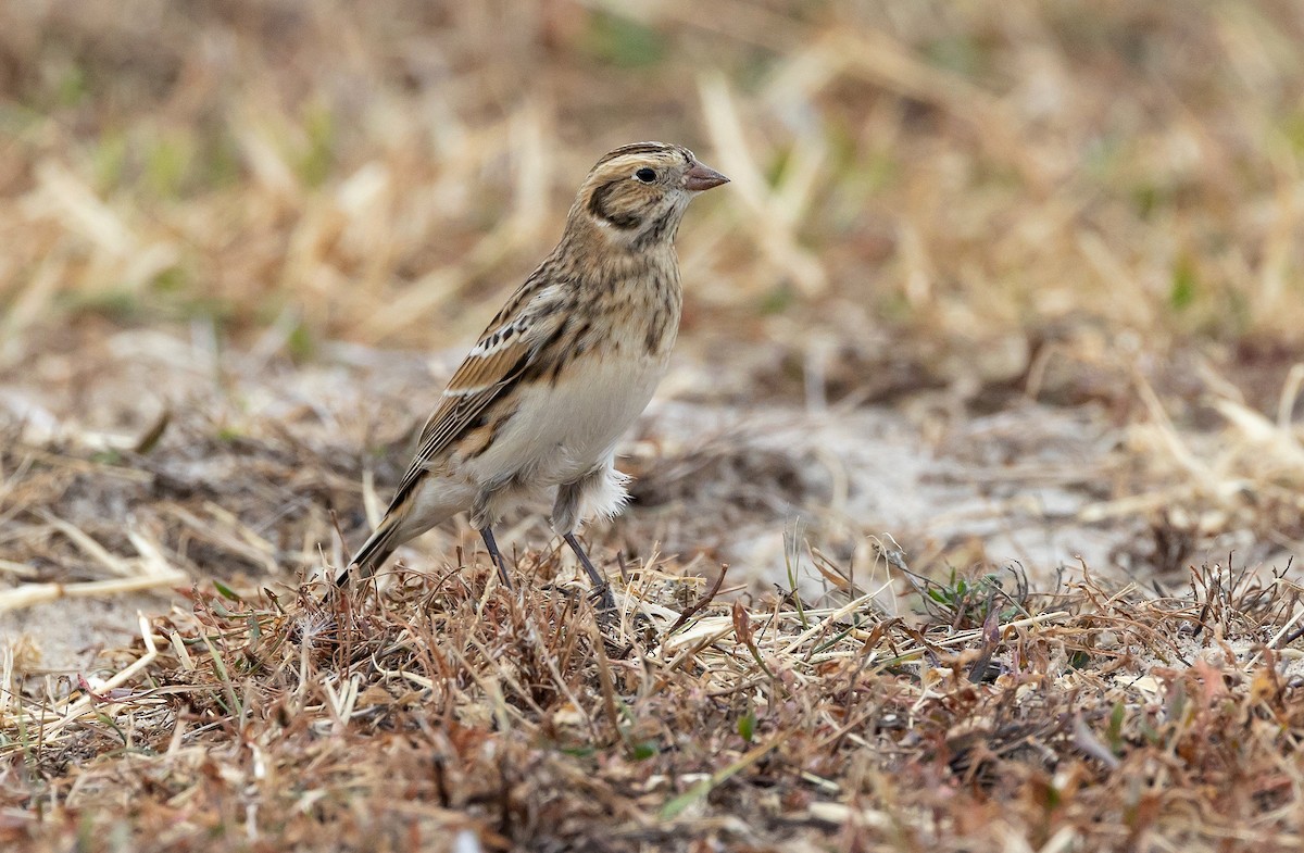 eBird Checklist - 13 Oct 2024 - Robert Moses Field 2 - 15 species