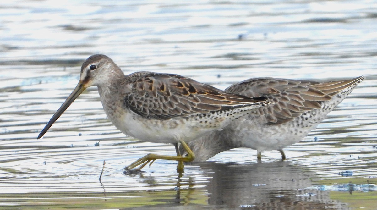 Pennsylvania Bird Atlas Checklist - 7 Oct 2024 - Donegal Lake - 13 species