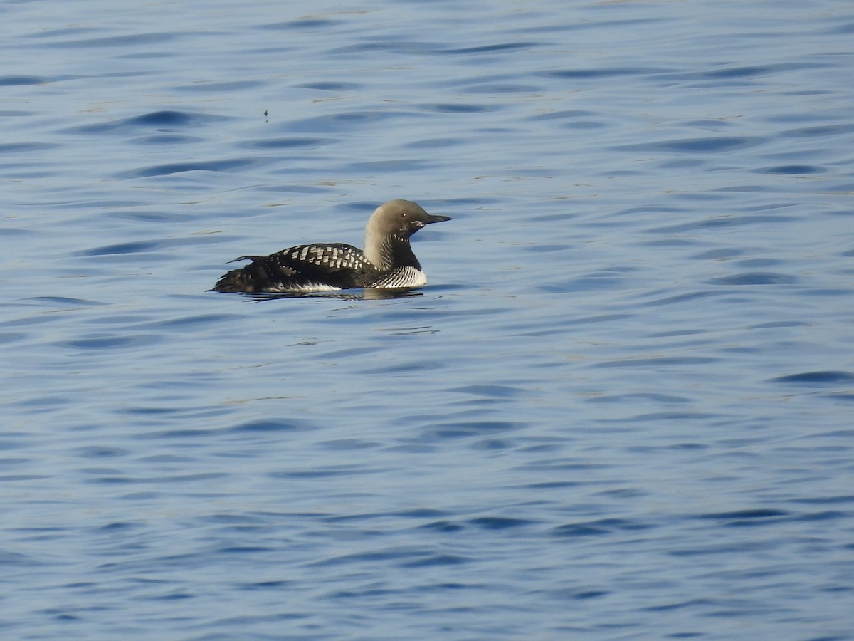 Media Search - Macaulay Library and eBird