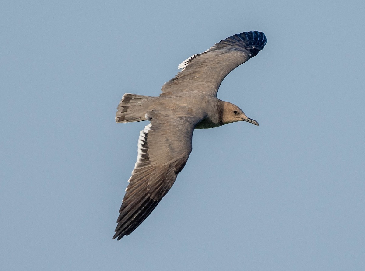 ML624950738 - Gray Gull - Macaulay Library