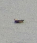 eBird Checklist - 14 Oct 2024 - Sherman Reservoir SRA--dam observation ...