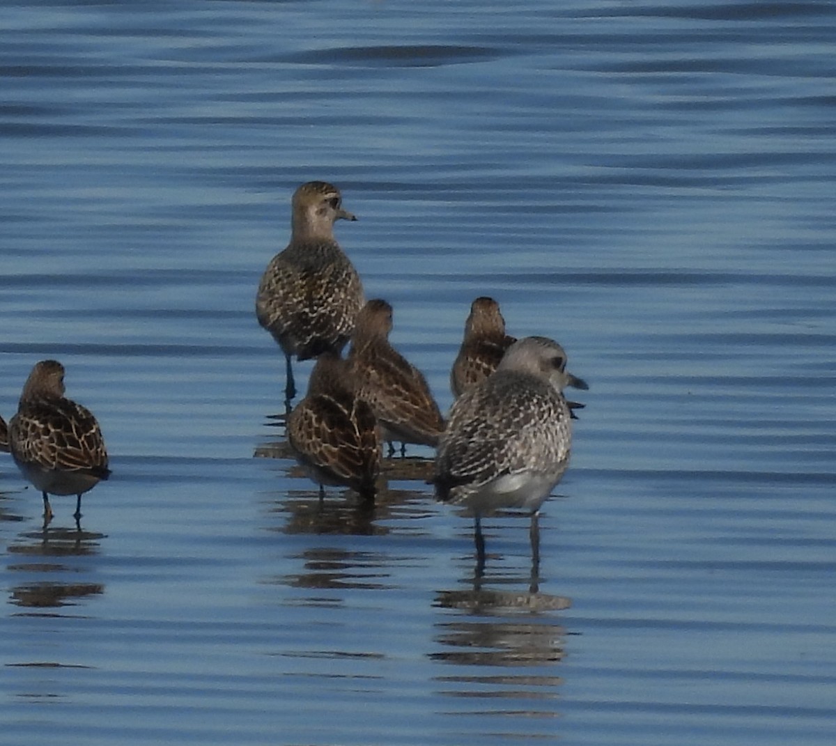 eBird Checklist - 11 Oct 2024 - Hart-Miller Island - 76 species (+4 ...