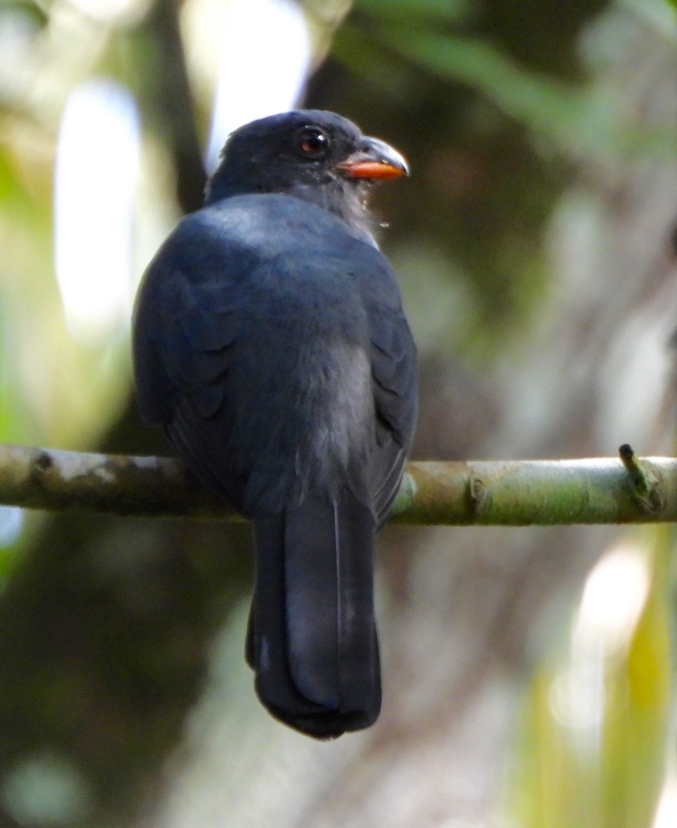 eBird Checklist - 9 Oct 2024 - Pipeline Road (Entrance to Juan Grande ...