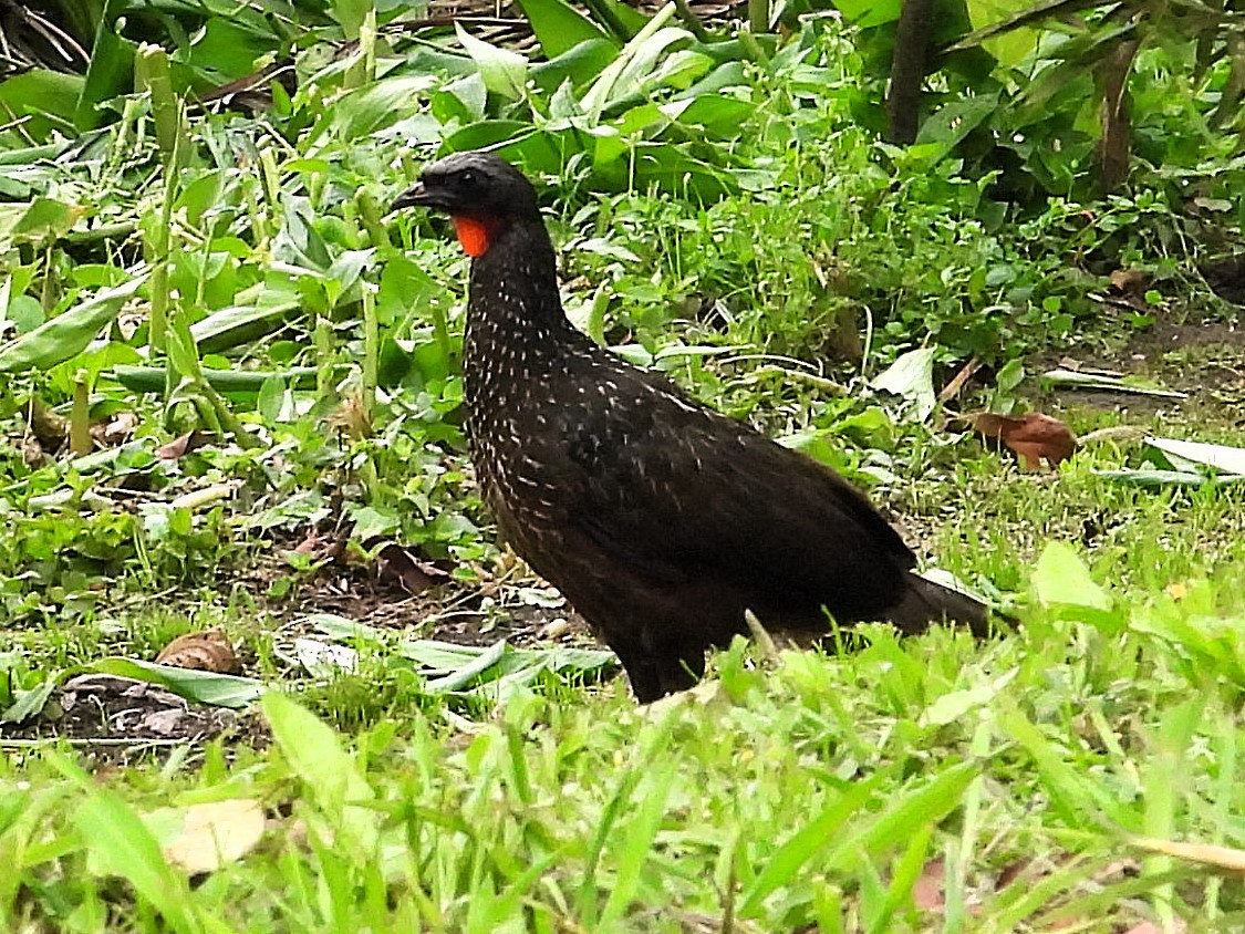 eBird Checklist - 12 Oct 2024 - parque municipal (trilha da pontinha ...