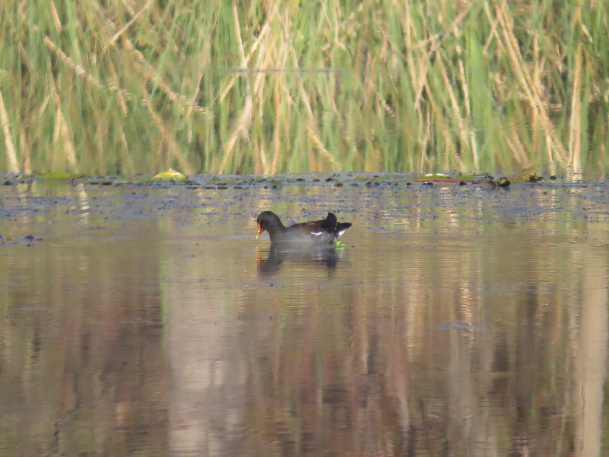 eBird Checklist - 13 Oct 2024 - Brickyard Ponds - 51 species
