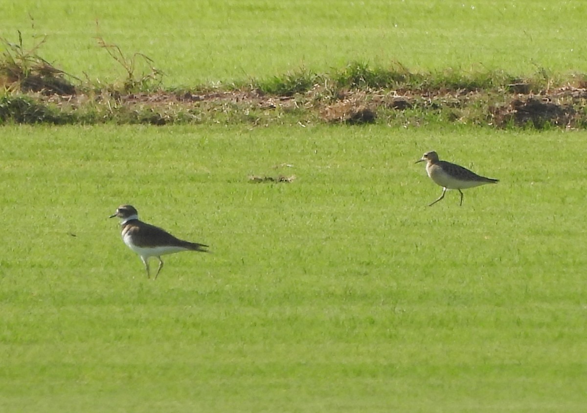 eBird Checklist - 14 Oct 2024 - Evergreen Turf Sod Farm--Tweedy/Pretzer ...