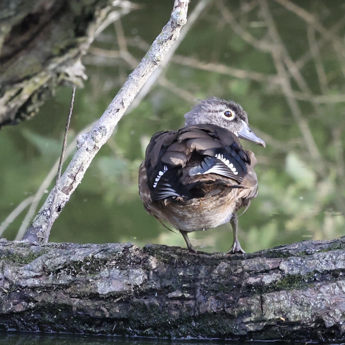 eBird Checklist - 14 Oct 2024 - Washington Park, Chicago - 23 species