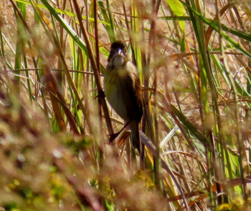 eBird Checklist - 14 Oct 2024 - Jones Beach SP--West End 2 - 8 species