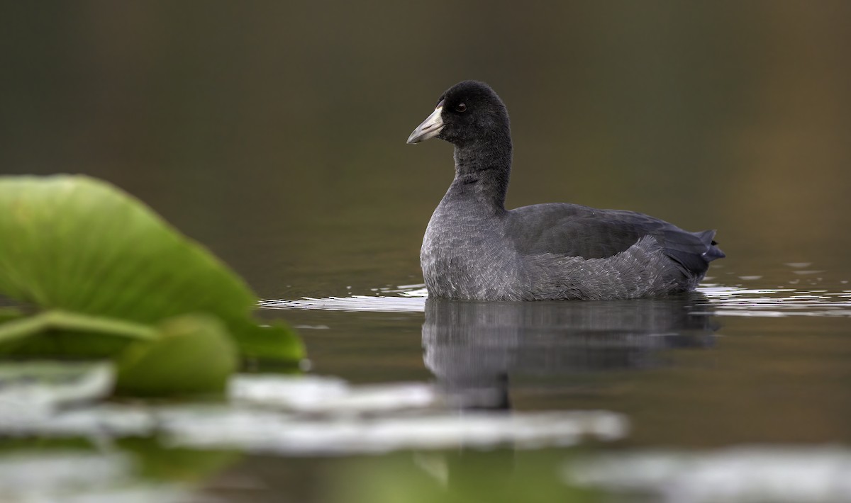 ML624986404 - American Coot (Red-shielded) - Macaulay Library