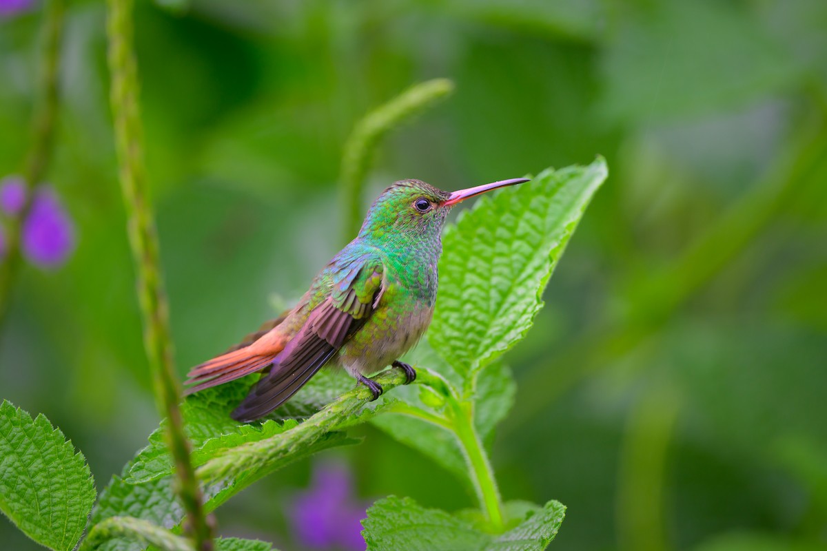 eBird Checklist - 29 Sep 2024 - Arenal Observatory Lodge - 1 species