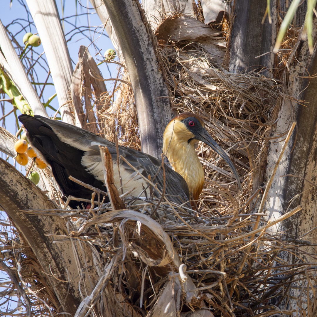 ML624993468 - Buff-necked Ibis - Macaulay Library