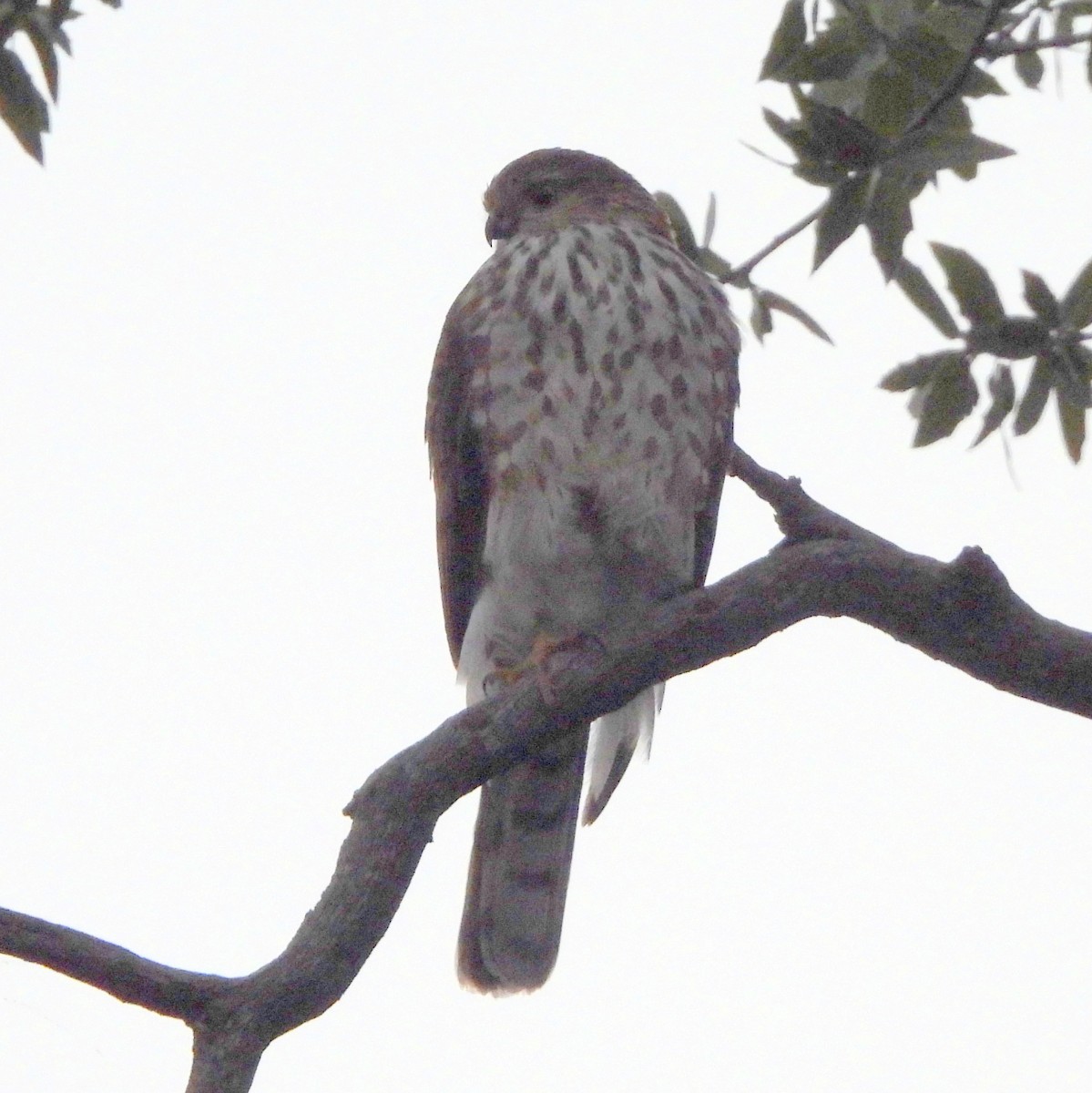 eBird Checklist - 14 Oct 2024 - Sycamore Canyon (Pajarito Mountains ...