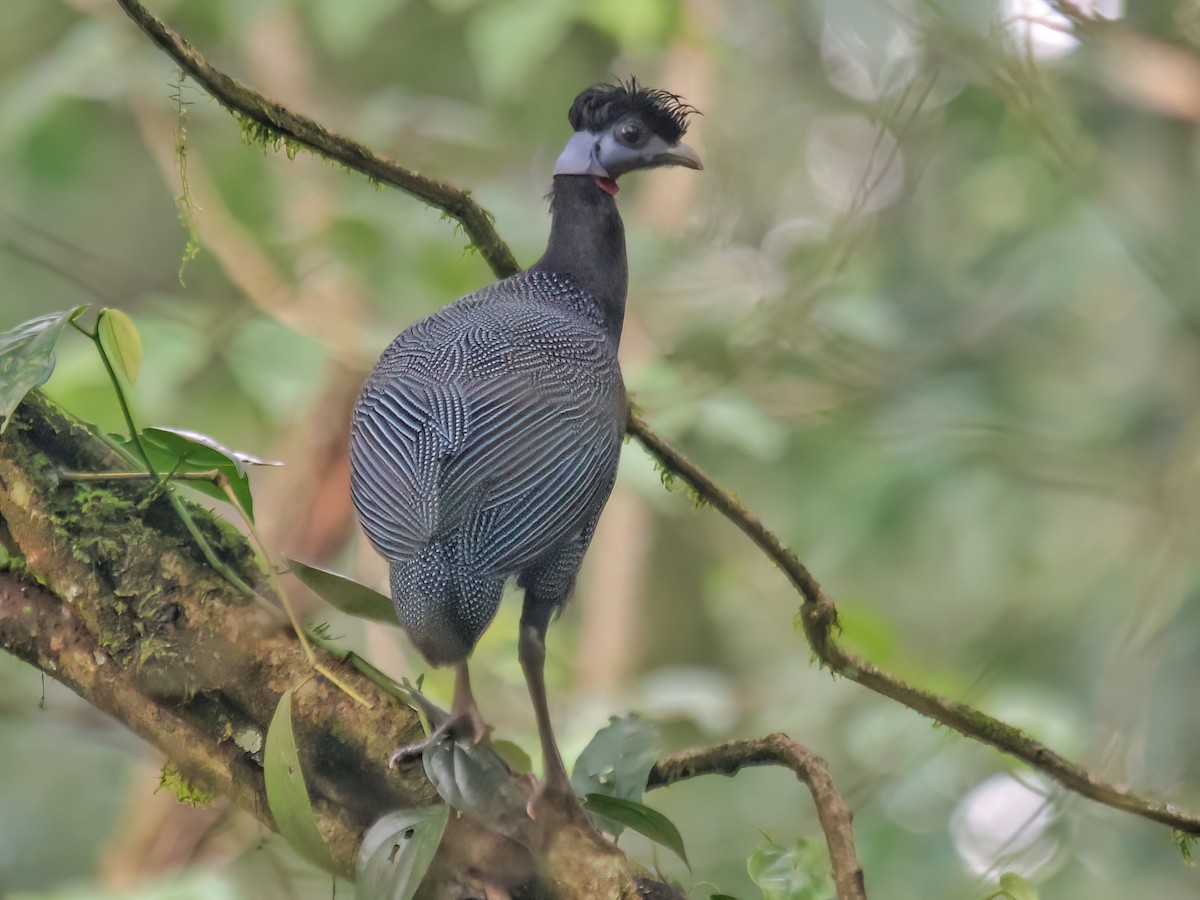 Western Crested Guineafowl - Guttera verreauxi - Birds of the World