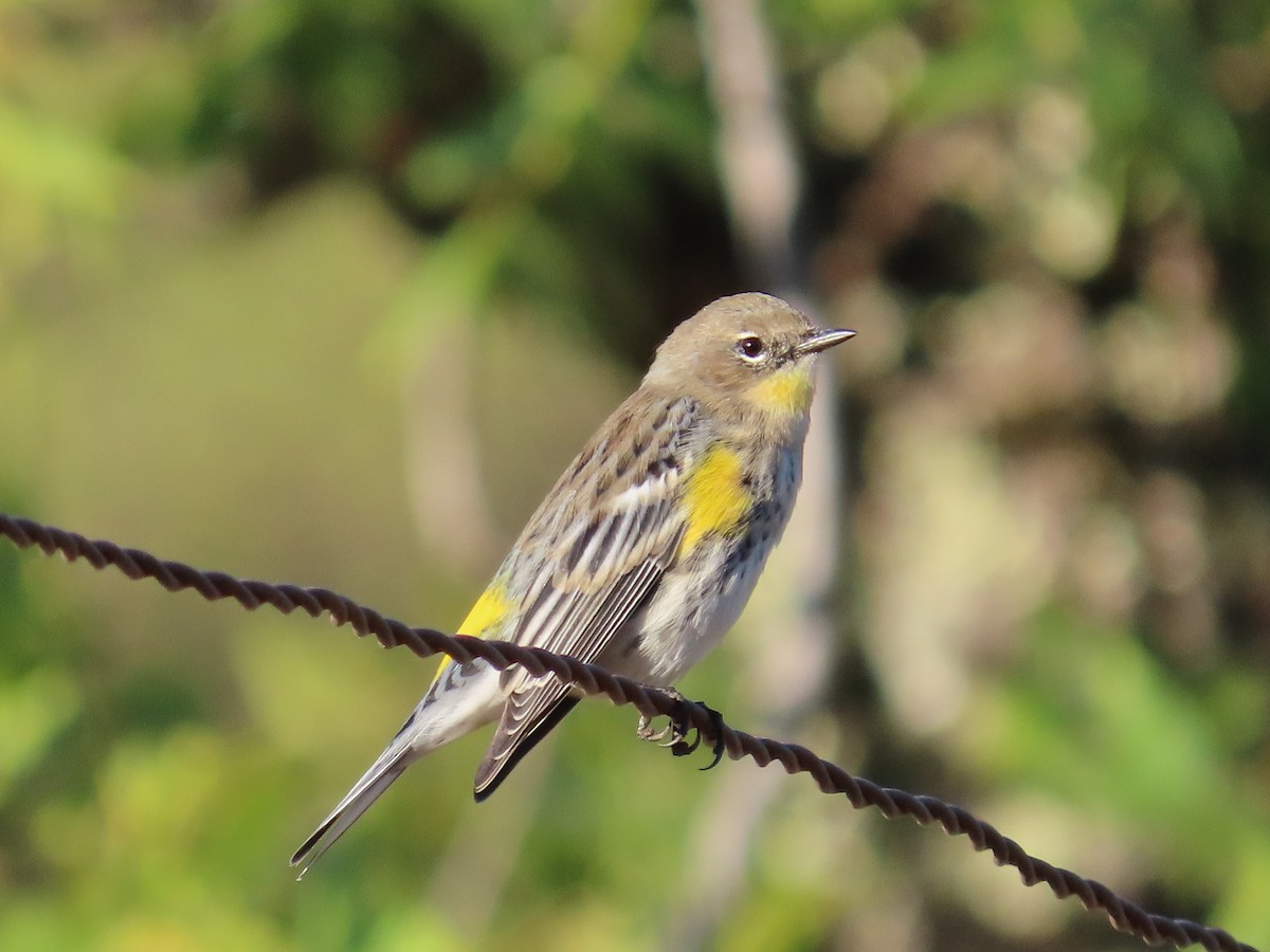 eBird Checklist - 15 Oct 2024 - Rasmussen Ranch - 21 species