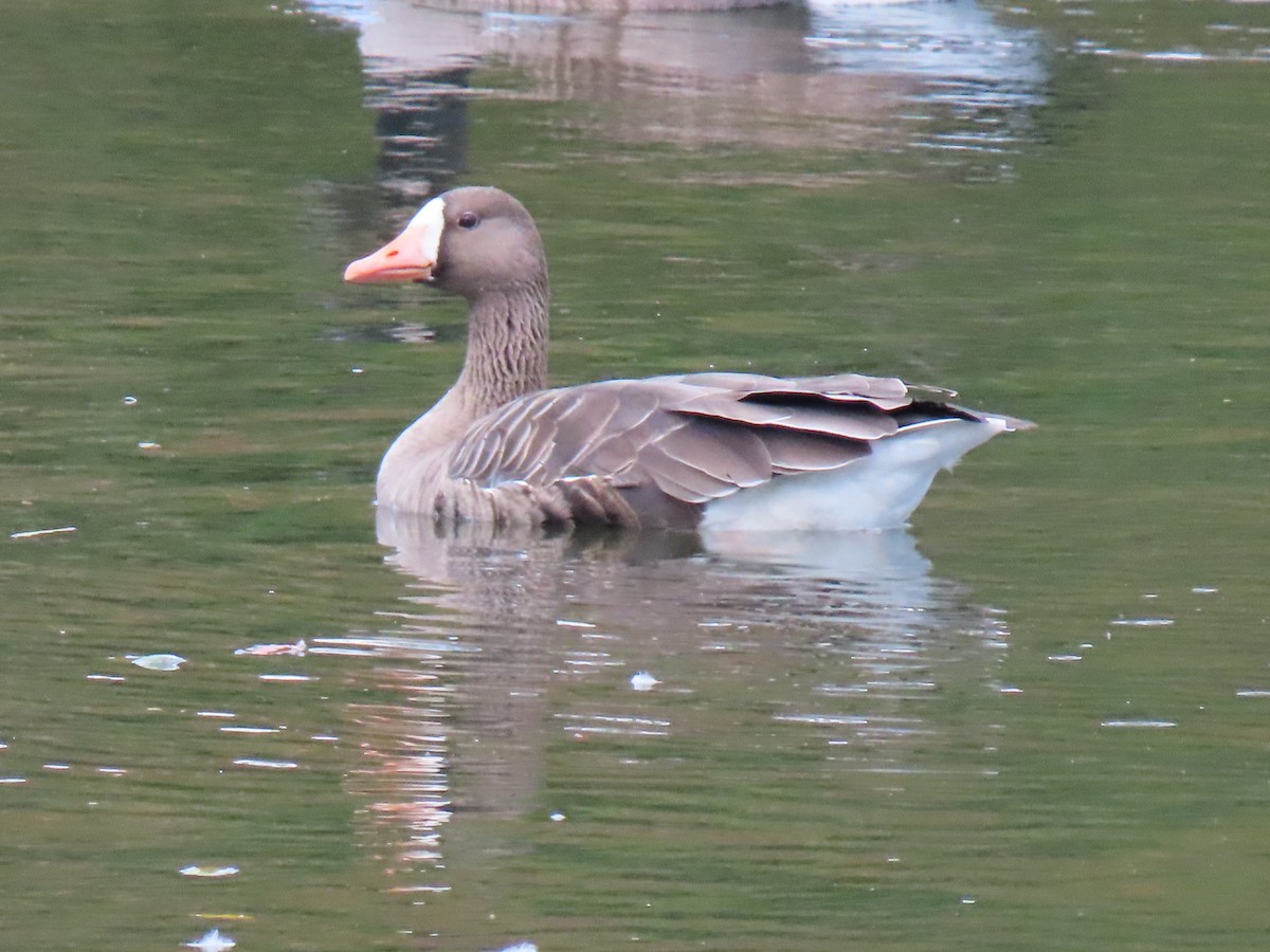 Pennsylvania Bird Atlas Checklist - 15 Oct 2024 - Kimberton Ponds - 4 ...