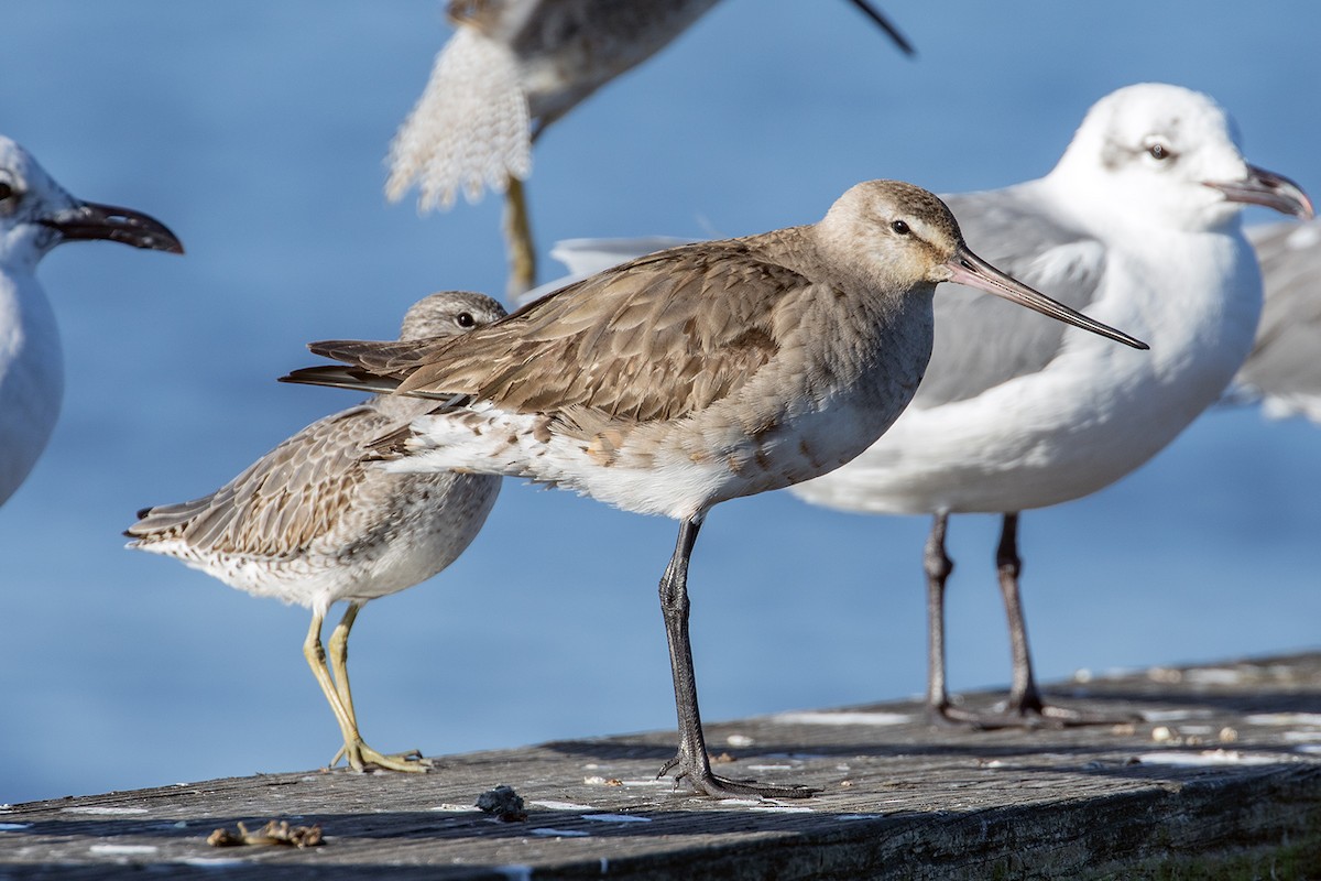eBird Checklist - 15 Oct 2024 - Fort Fisher--Federal Point/The Rocks ...