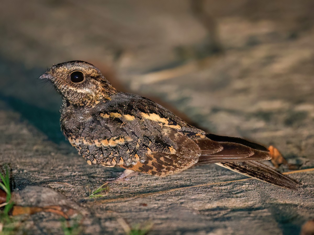Fiery-necked Nightjar - Caprimulgus pectoralis - Birds of the World